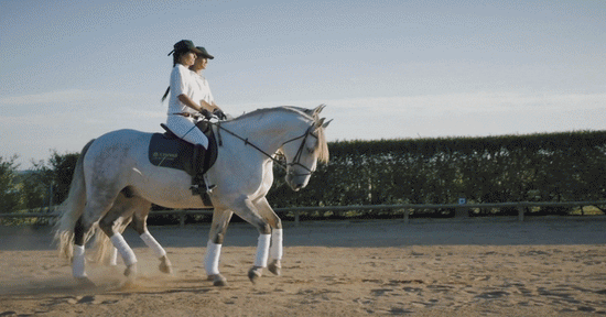 Haras Godiva - Beach Rides, Dressage and Show Jumping. – HARAS GODIVA